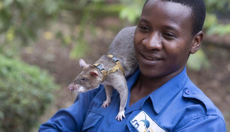 In East Africa, Rats Have Prevented 400,000 New Cases of Deadliest ...