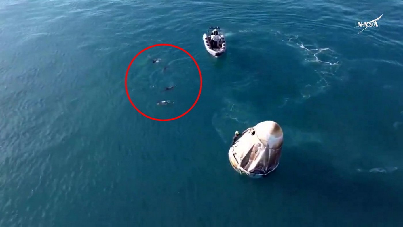 ‘Flipping for Joy’ NASA Astronauts Welcomed Home by Pod of Dolphins ...