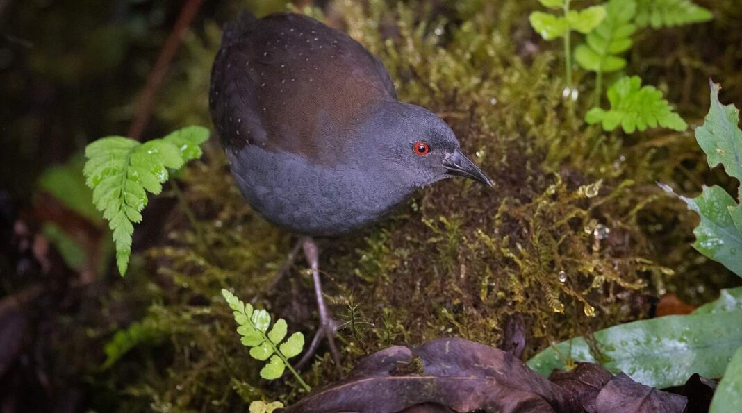 Galápagos Rail Rediscovered After 190 Years Following Island Restoration