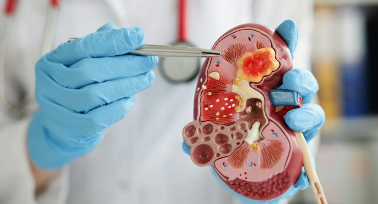 Researchers Discover New Mechanism for Rapid Liver Regeneration to ...