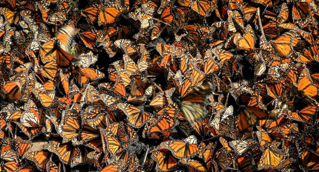 Number of Monarch Butterflies Wintering in Mexico is Way Up–Doubling ...