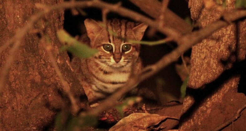 Earth's Tiniest Wildcat Is Captured on Camera for First Time – the ...