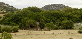 With 10x the Canopy of a Sequoia This World-Record Tree Can Be Mistaken ...