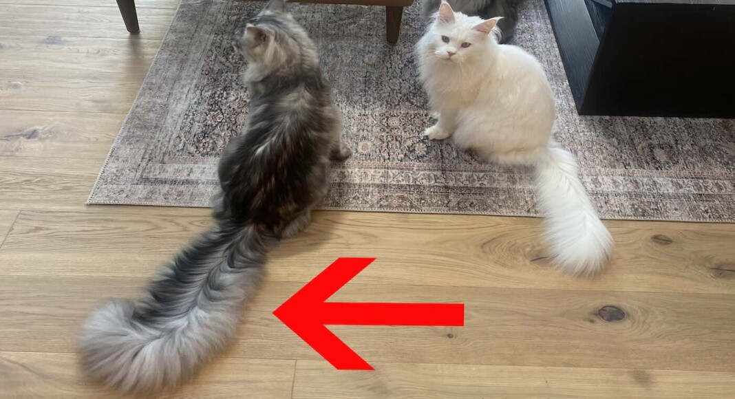 Cat Scoops Up World Record for the Longest Tail as Guinness Crowns ‘Mr ...