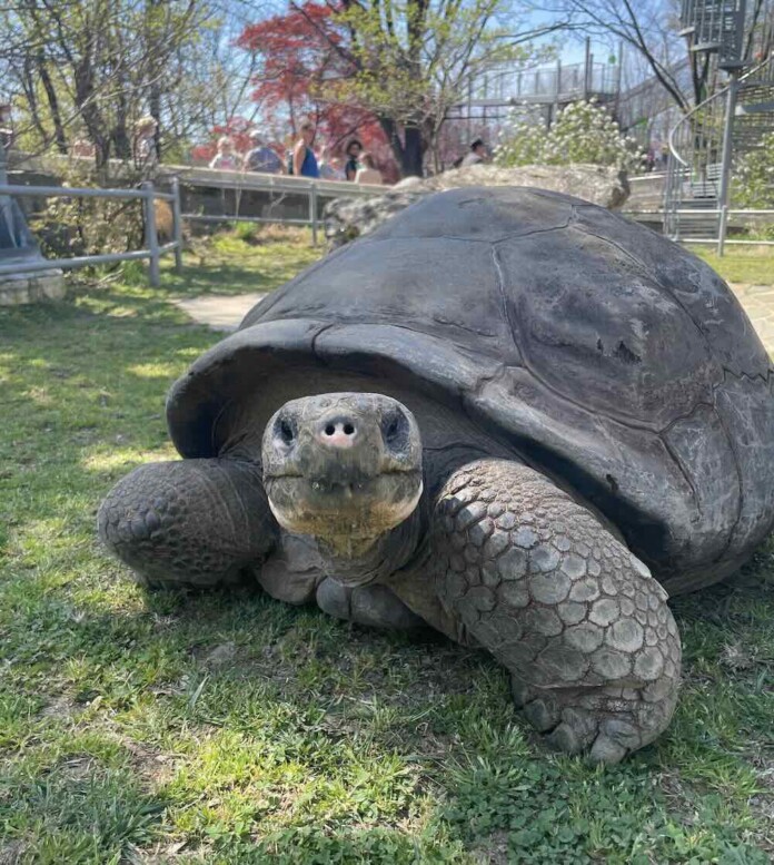 Philadelphia Zoo’s 100-Year-old Galapagos Tortoises Hatch 4 Babies–to ...