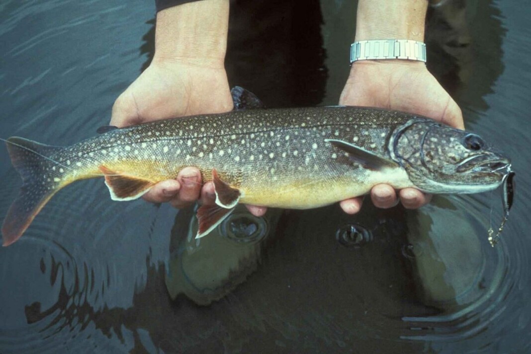 After 50 Years, Trout Population Is Restored to Historic Numbers in One ...