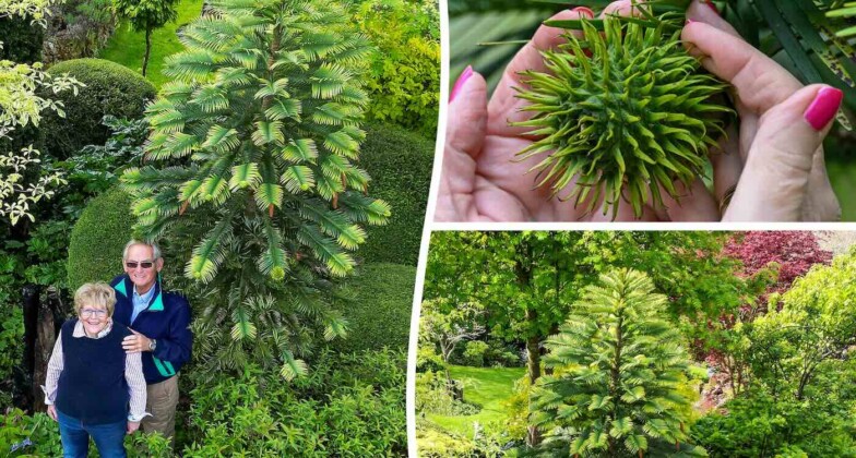 Prehistoric and Critically Endangered ‘Dinosaur Tree’ Bears Fruit for ...