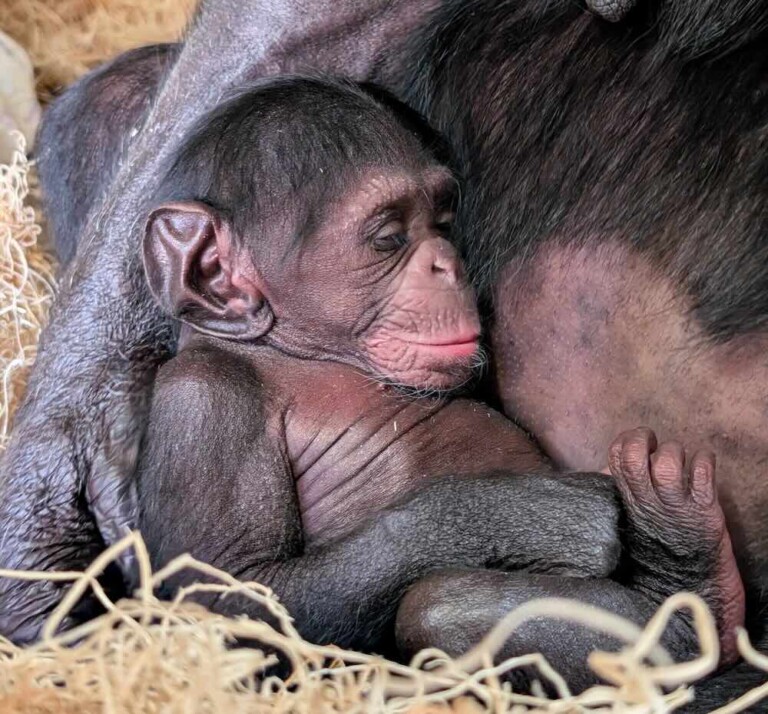 The Beautiful Moment a Mother Chimp Scoops Up Her New Baby the Day After C-Section–LOOK