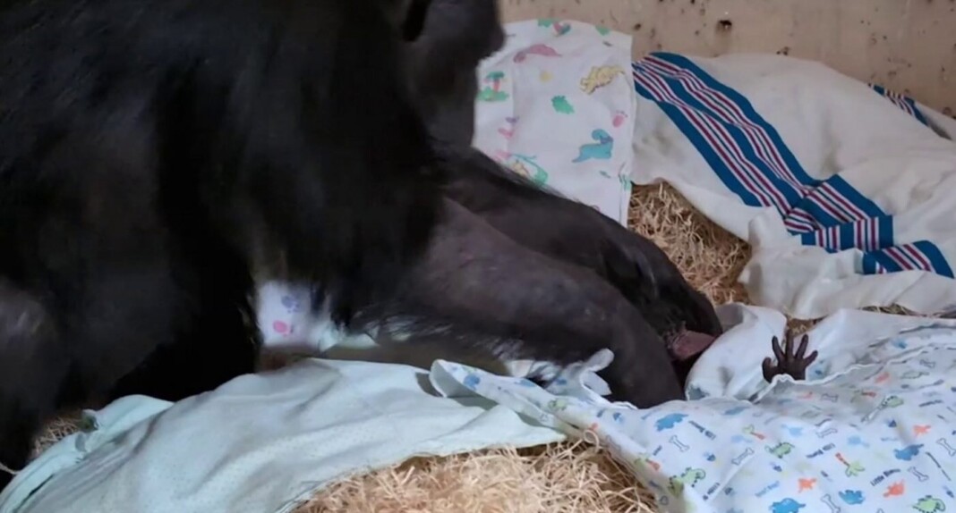The Beautiful Moment a Mother Chimp Scoops Up Her New Baby the Day ...