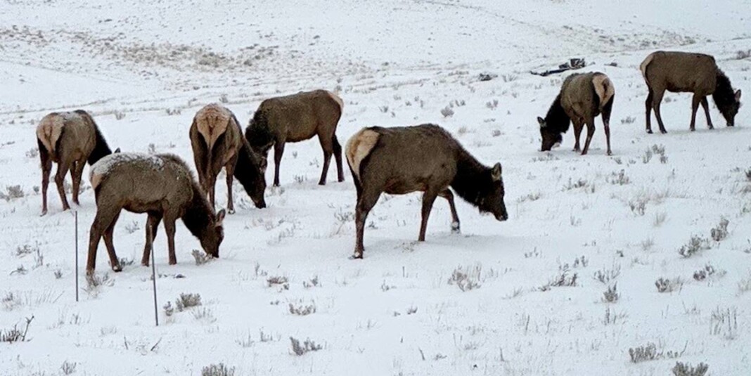 Elk Can Migrate Through Private Colorado Ranch After First-of-its-Kind ...