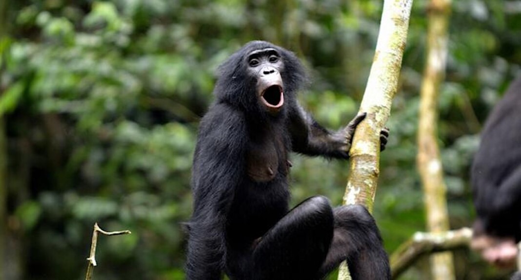 Bonobos Communicate in Complex Phrases, a Language Process Once Thought Unique to Humans