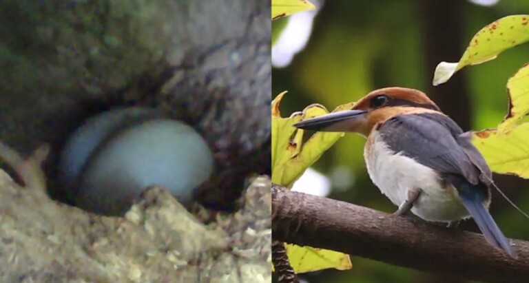 First Egg Laid in the Wild by Guam Kingfishers in 40 Years–Hanging on ...