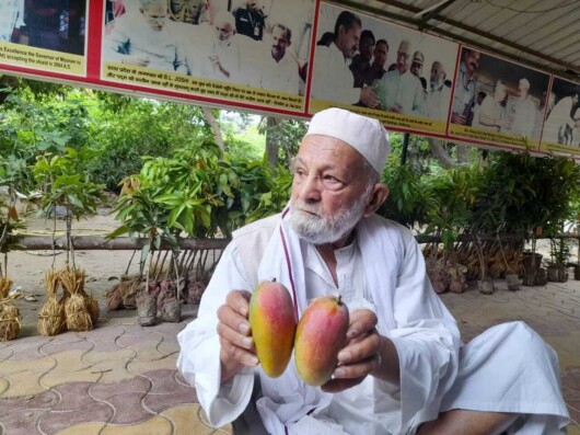 Man Cultivates a Giant Mango Tree with Each Branch Growing a Different ...