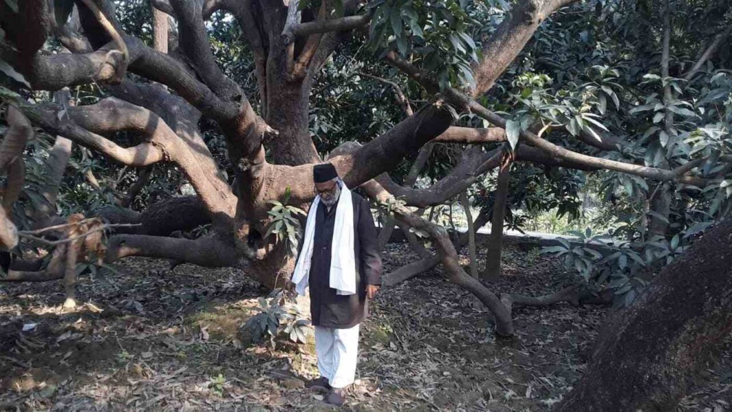 Man Cultivates a Giant Mango Tree with Each Branch Growing a Different ...