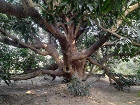 Man Cultivates a Giant Mango Tree with Each Branch Growing a Different ...