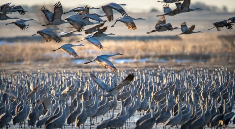 Record Number of 736,000 Sandhill Cranes Flock to Nebraska in Spring ...