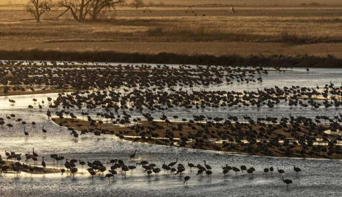 Record Number of 736,000 Sandhill Cranes Flock to Nebraska in Spring ...