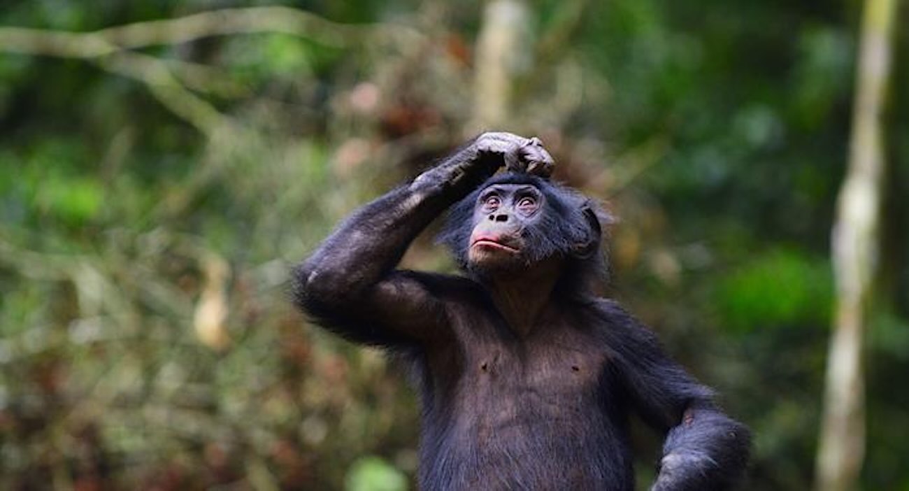 Bonobos Communicate in Complex Phrases, a Language Process Once Thought ...