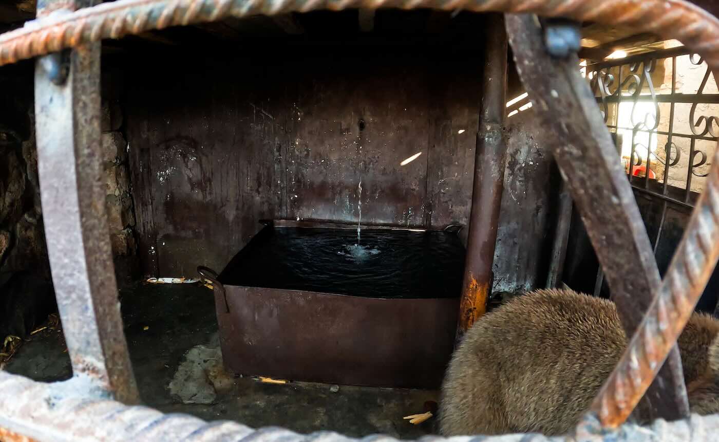 Young Bear Rescued After Two Years Stuck in 20-Foot Cage–He Slept in ...