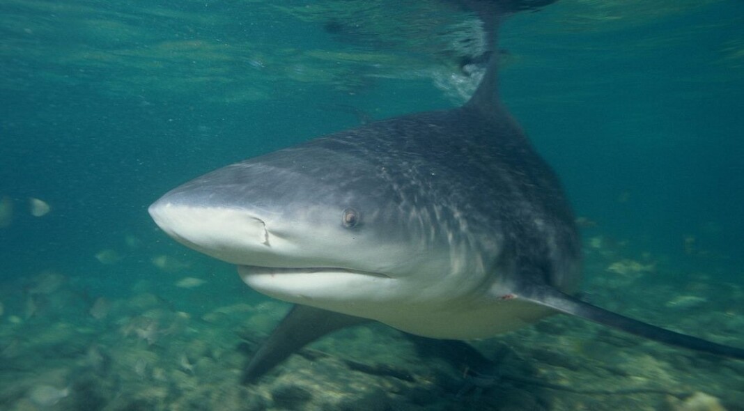 Bystander Becomes ‘Lifesaver’ Leaping into Ocean When Bull Shark Bites ...