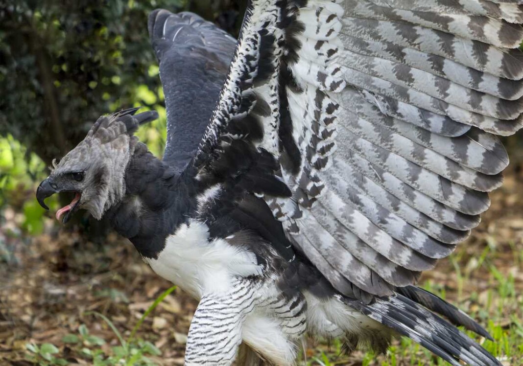 Giant Mystical Eagle Thought to Be 'Extinct in Mexico' Reappears ...