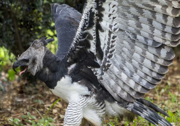 Giant Mystical Eagle Thought to Be 'Extinct in Mexico' Reappears ...
