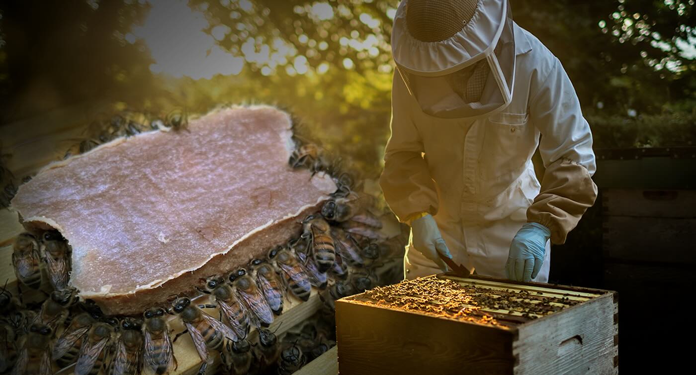 Pollen Replacement Food for Honey Bees Brings New Hope for Struggling ...
