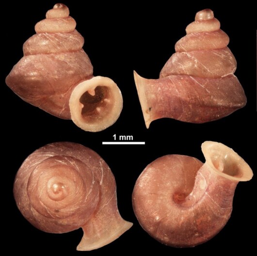 Tiny New Species of Snail with Unusual 'Cubist' Shell Named After Pablo ...