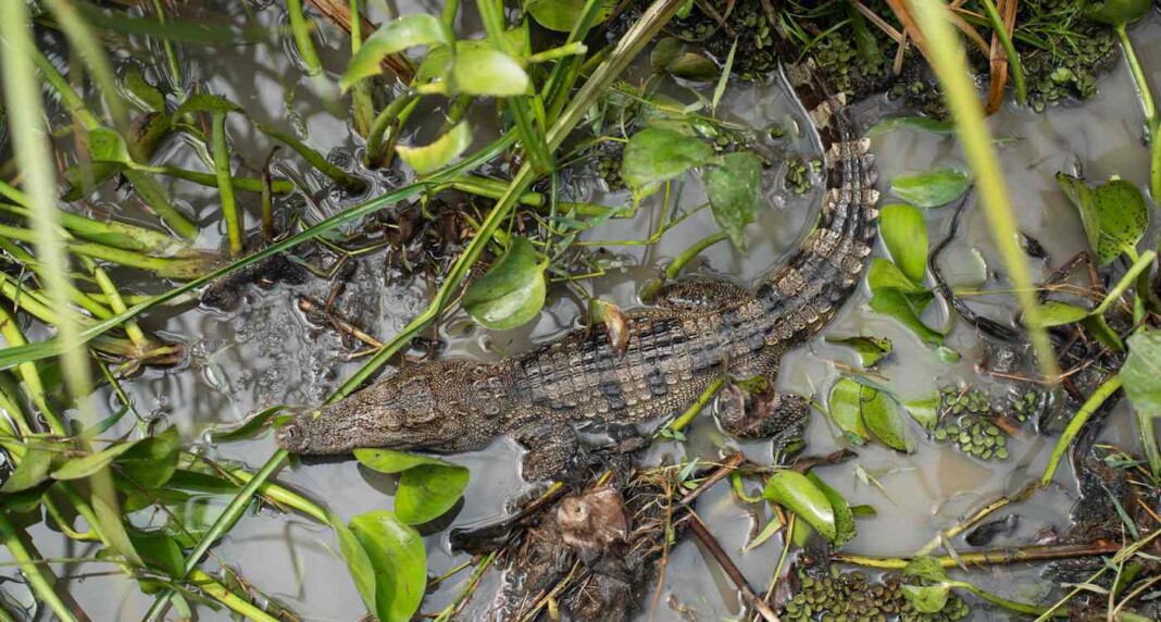 Locals Release 10 Endangered Siamese Crocodiles into Laos Wetlands to ...