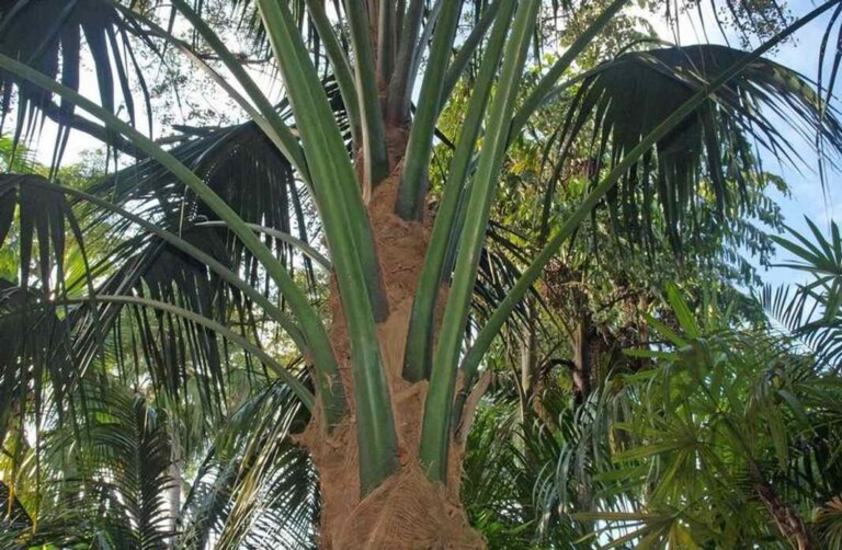 Palm Trees on Lord Howe Island Took an Evolutionary Path Darwin Never ...