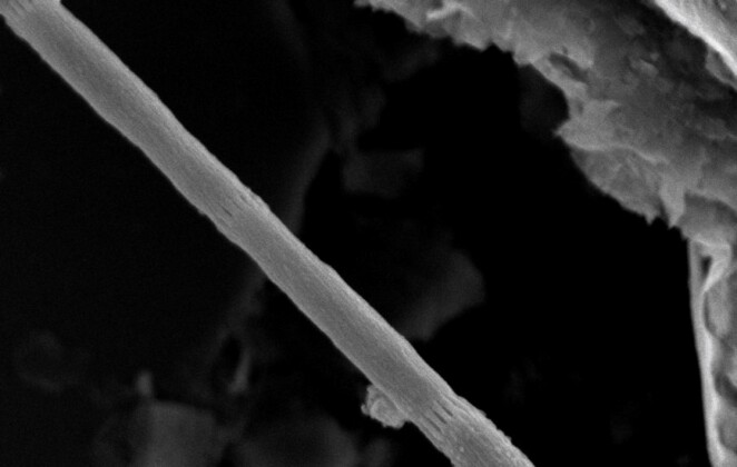 New Species of Bacteria Can Act as Electric Wiring and Aid in Pollution ...