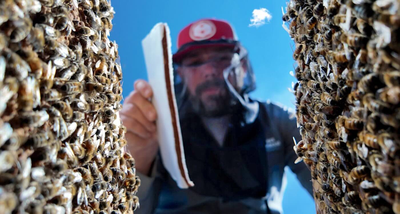 Pollen Replacement Food for Honey Bees Brings New Hope for Struggling ...