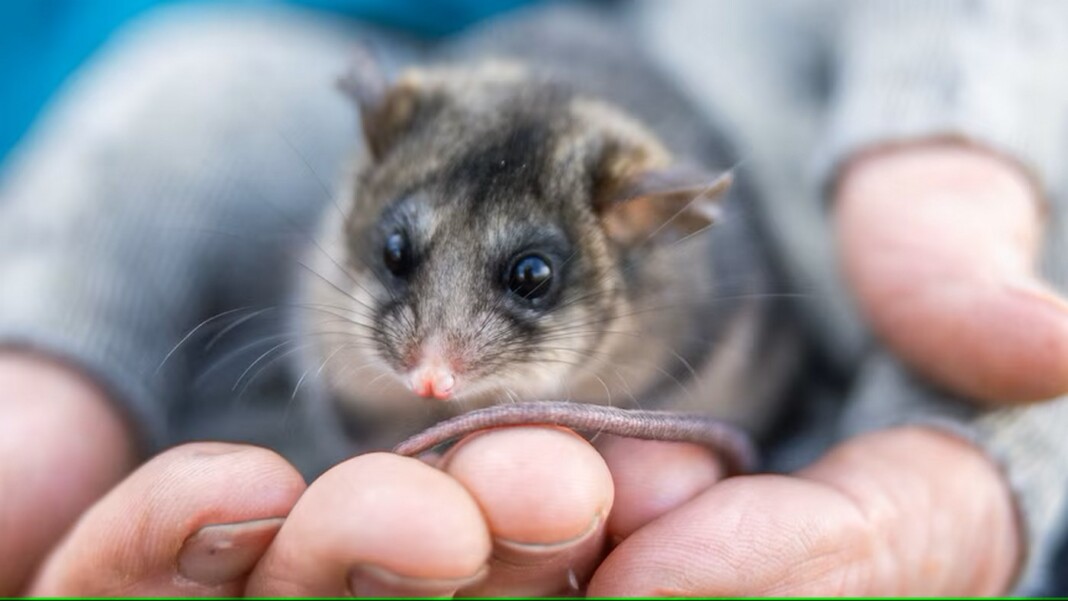 School Kids Help Ensure Mountain Pygmy Possum Population Bounces Back ...