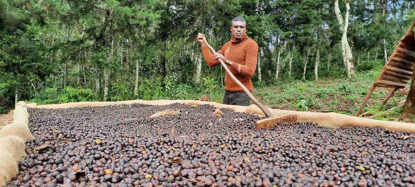 Ethiopians Brew Success as Coffee and Cash Pile Up Thanks to ...