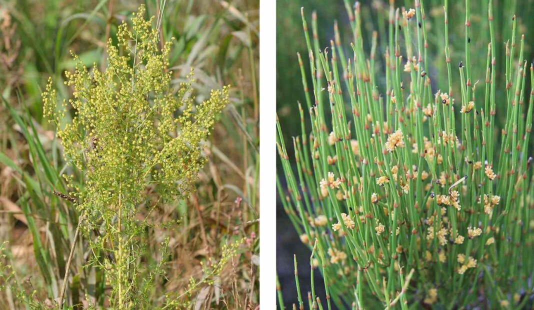 Renowned Salk Institute Studies Native Plants for Drug Discoveries in ...