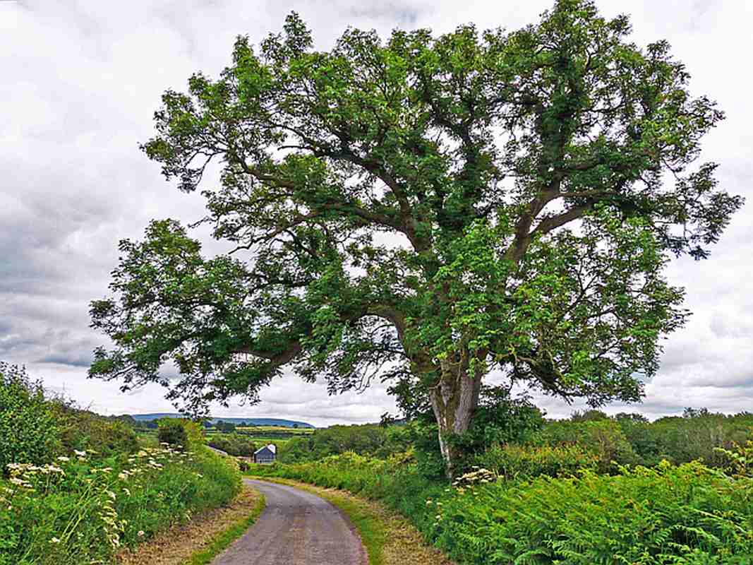 Ash Trees in Britain Are Evolving a Resistance to Fungal Disease That ...
