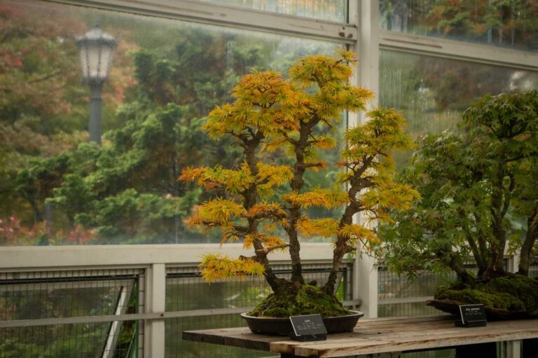 Brooklyn Bonsai Museum Celebrates 100th Birthday Bash with Largest-Ever ...