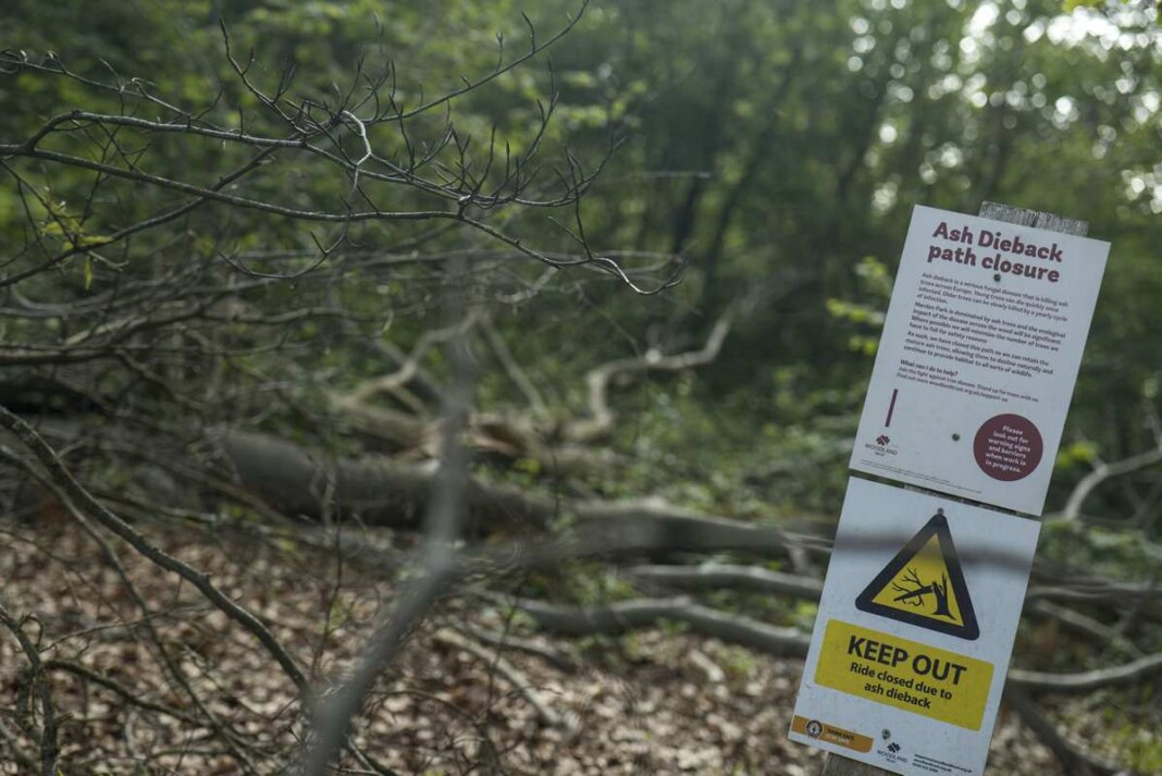Ash Trees in Britain Are Evolving a Resistance to Fungal Disease That ...