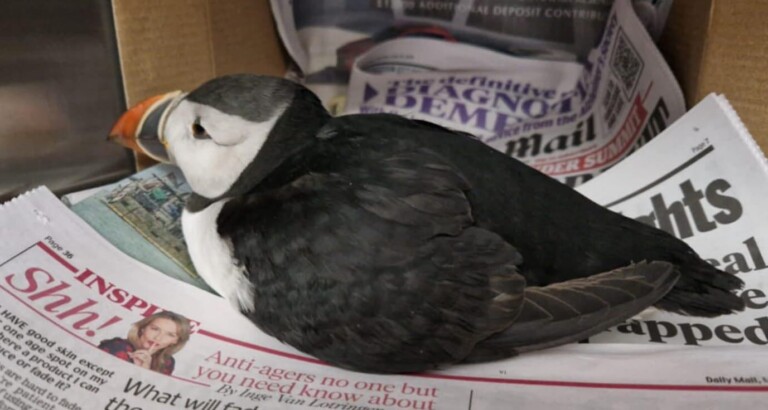 Exhausted Puffin Rescued After it was Found Stranded 100 Miles From ...