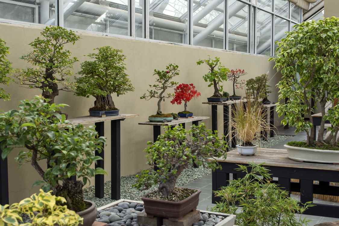 Brooklyn Bonsai Museum Celebrates 100th Birthday Bash with Largest-Ever ...