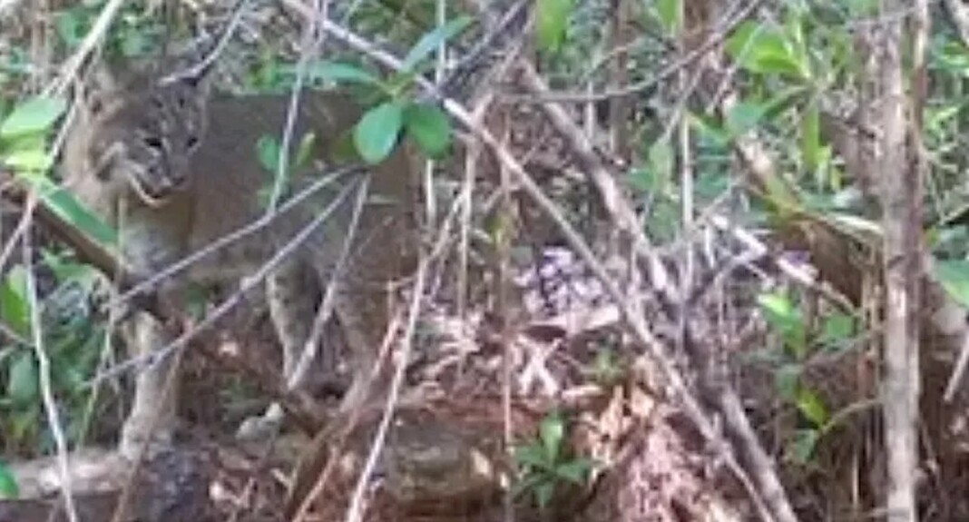 First Time An Invasive Python is Killed by Florida Bobcat–A Sign of Nature 'Fighting Back ...