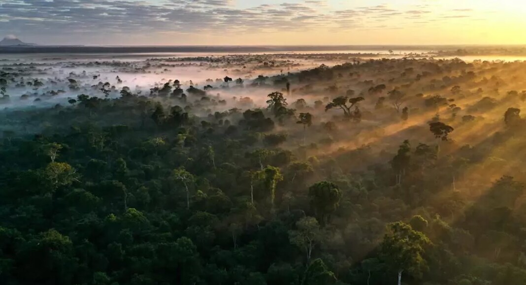 Giant Corporations Protect 15,000 Square Miles of Forests in ...