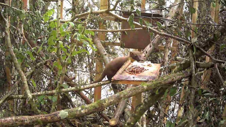 Pine Martens Breeding in Southwest England for the First Time in Over ...