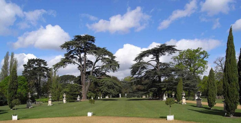 Cedar Tree Climbed by The Beatles is Finalist in Euro Tree Awards Along ...