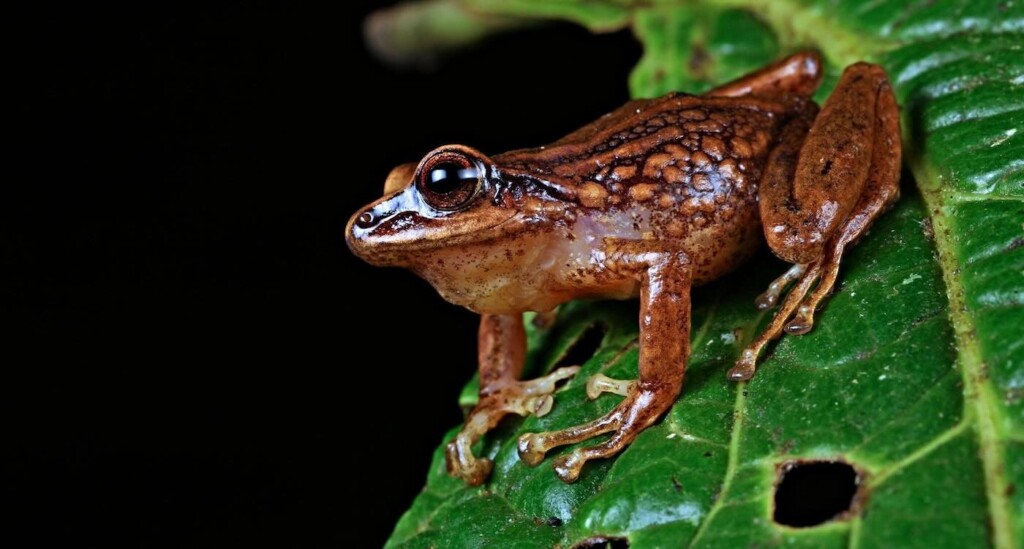 Three New Frog Species Discovered as Scientists Trek to Remote Peaks in ...