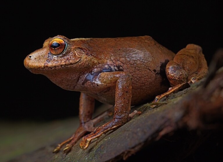 Three New Frog Species Discovered as Scientists Trek to Remote Peaks in ...