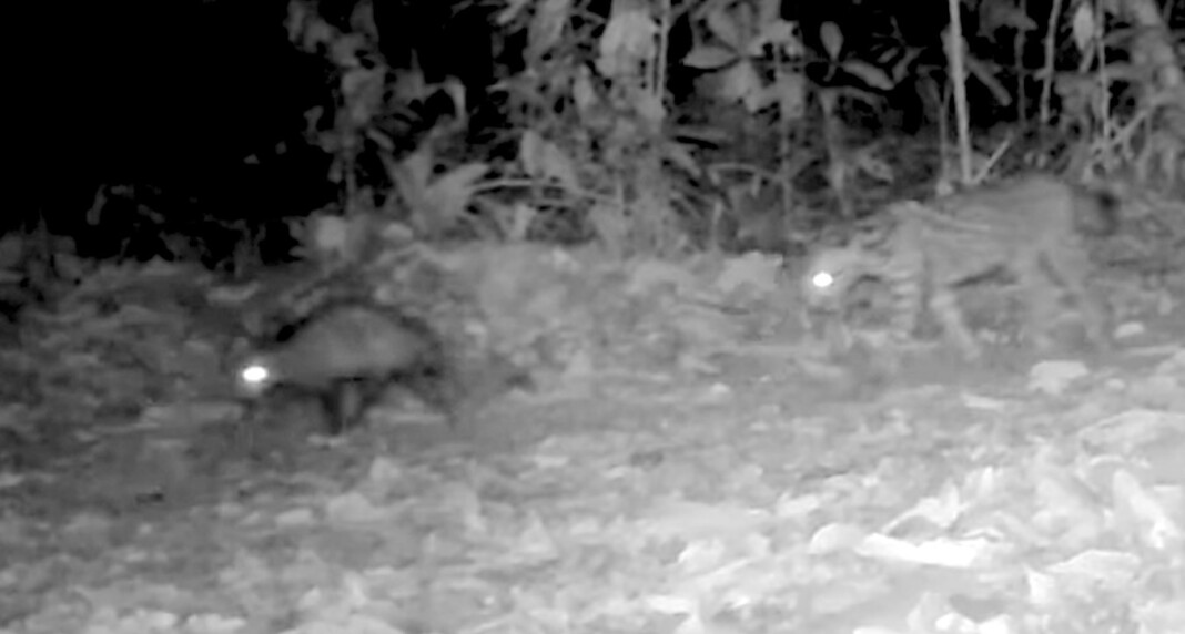 Ocelot and Opossum Identified as Unlikely Friends After Footage Shows ...