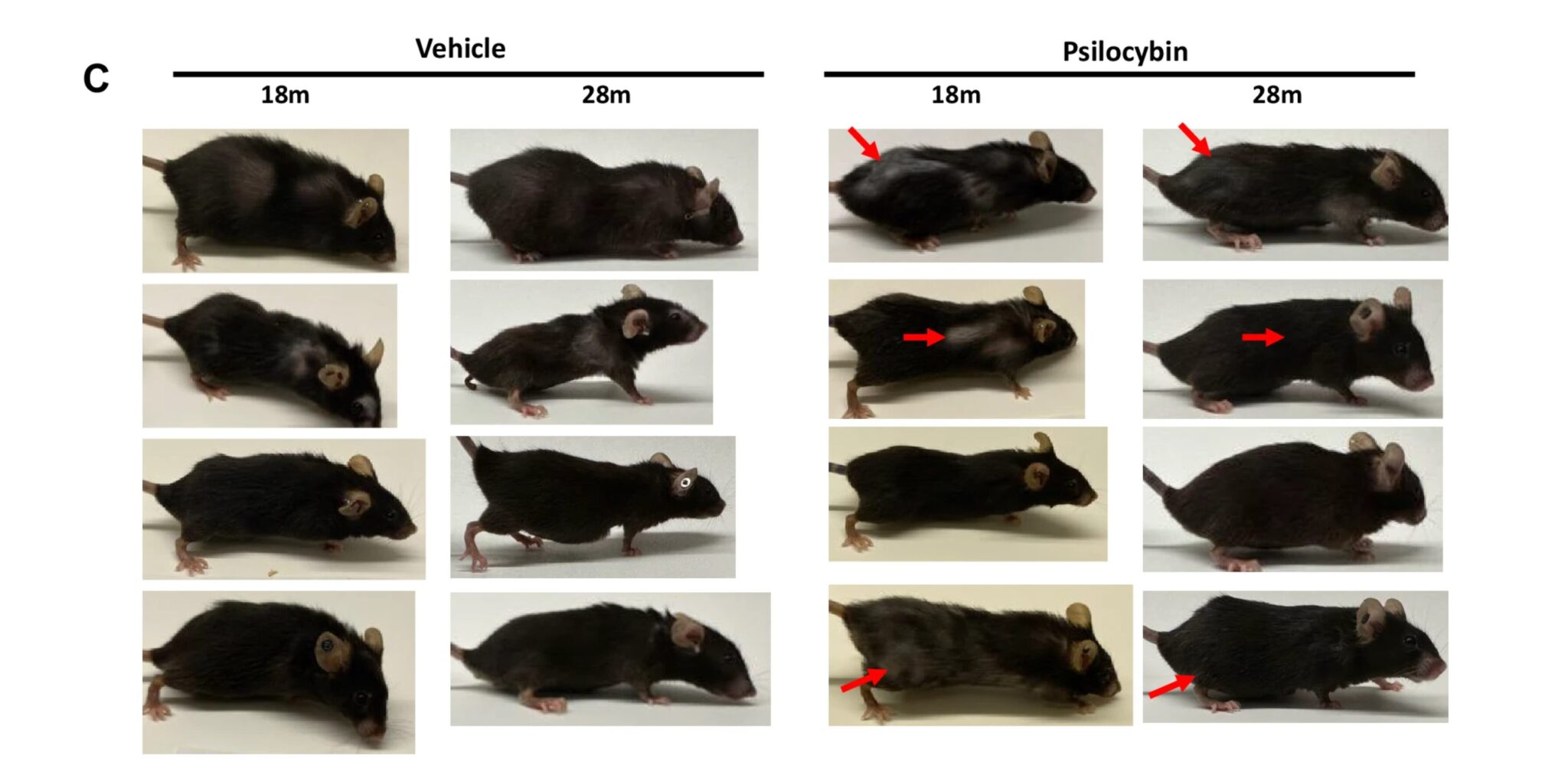 Psychedelic Mushrooms Reduced Human Cellular Aging by 57%, Increased ...