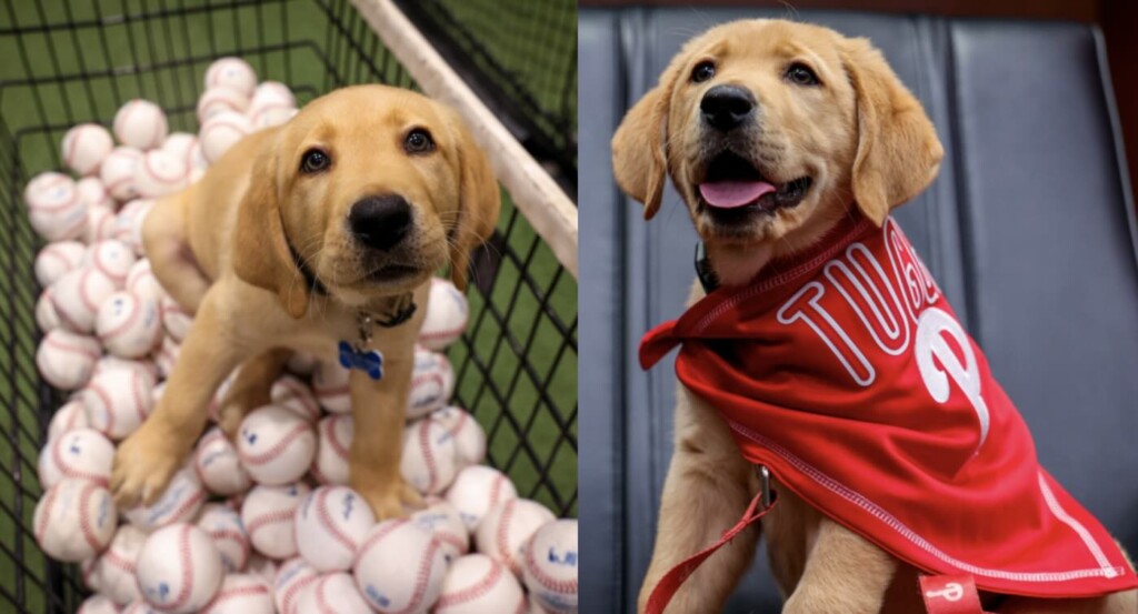 Philadelphia Phillies’ New Service Dog is Instant Celebrity – And Will ...