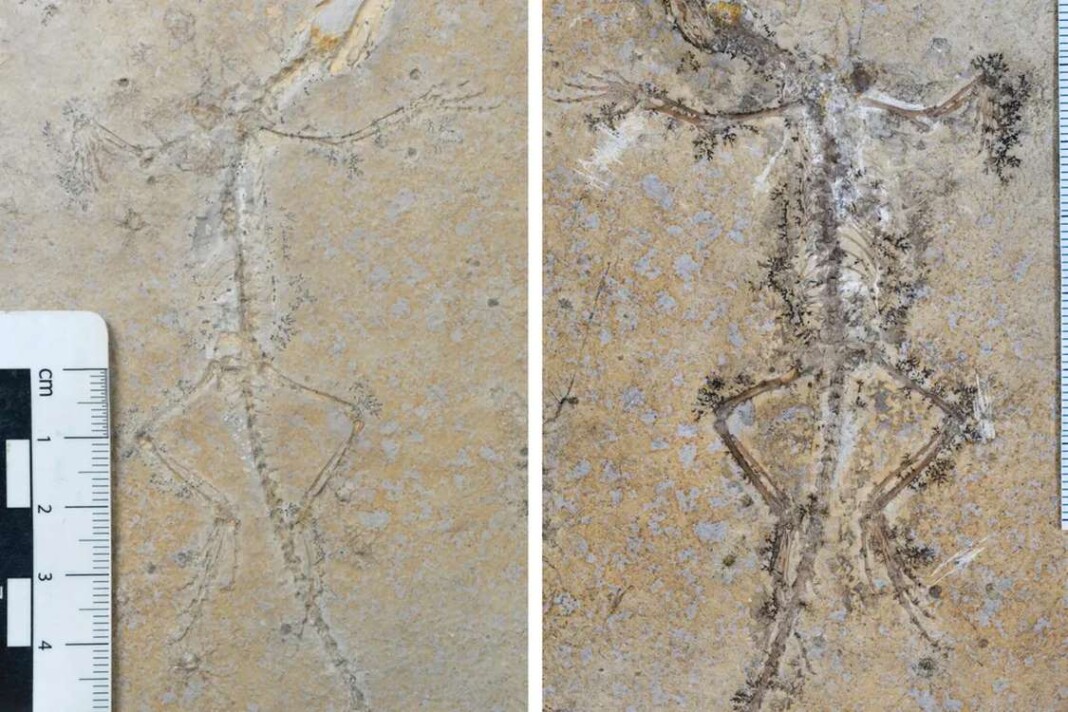 Two Halves of the Same Fossil Stored at Different Museums Reunited to ...